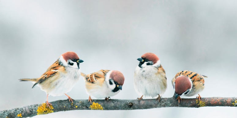 Big Four dans la stratégie : 2 gagnants et 2 perdants...